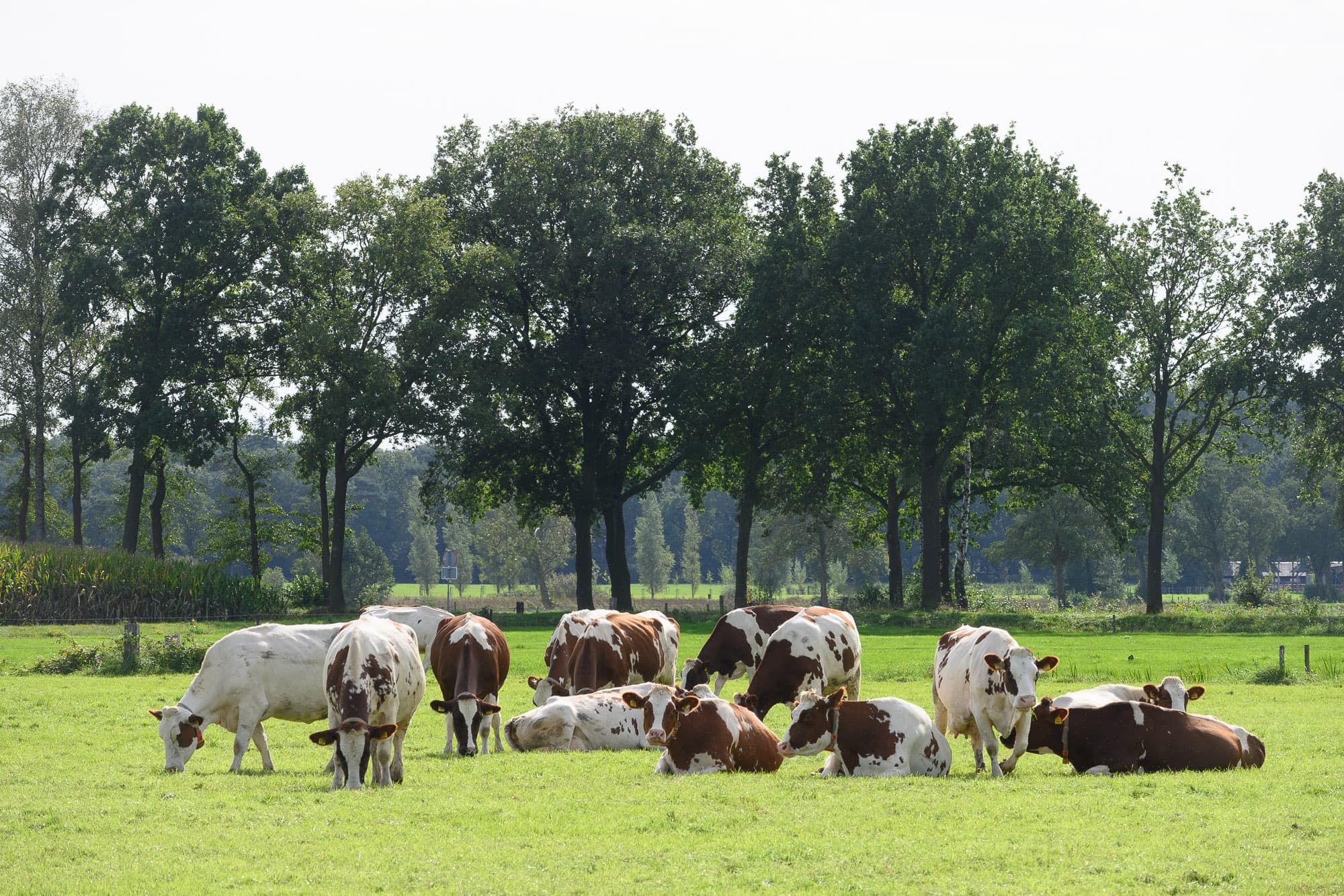 Natuur: beestjes, bloemen, landschap